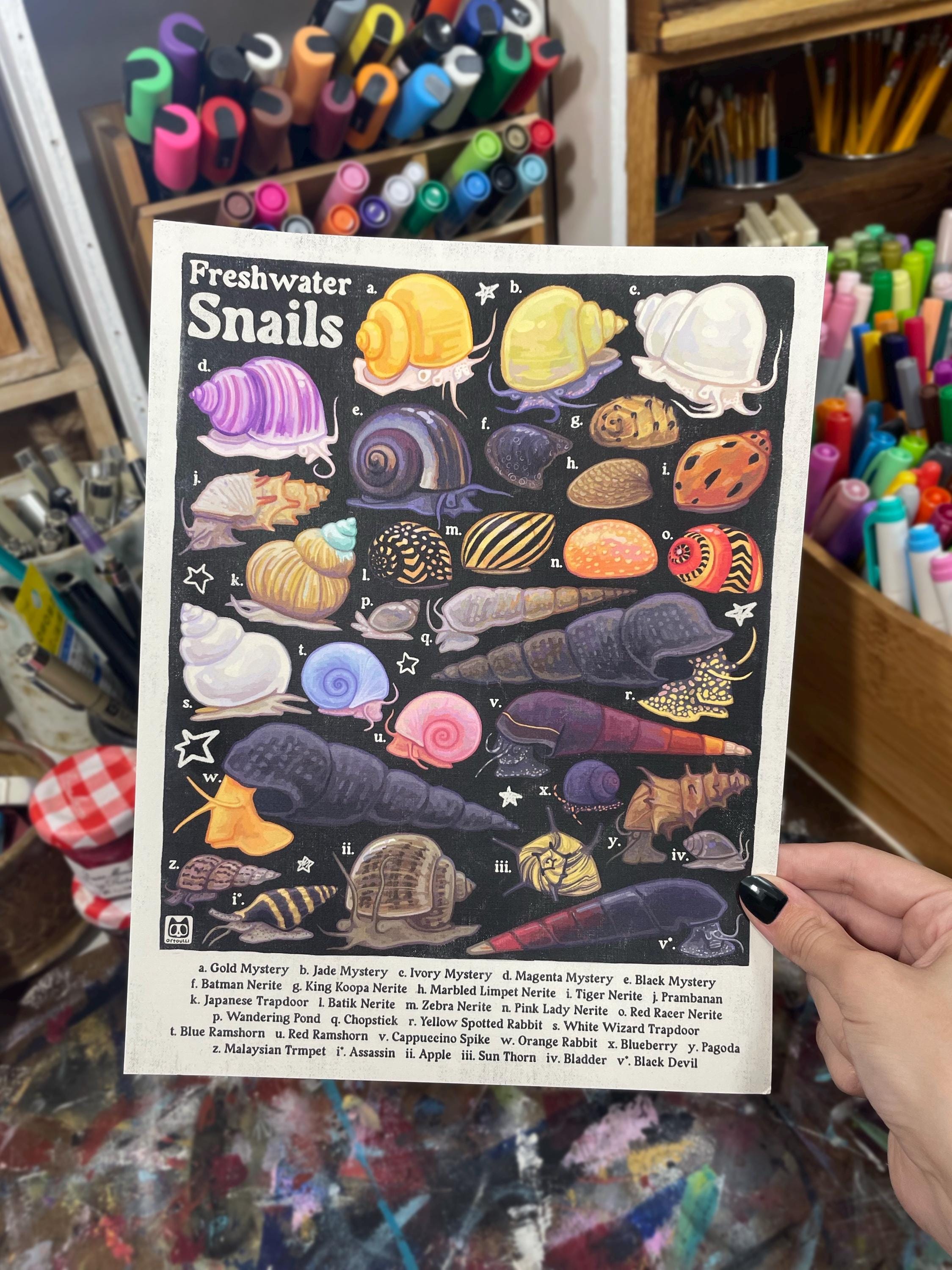 Freshwater Snails Poster 8.5x11 – Artoulli